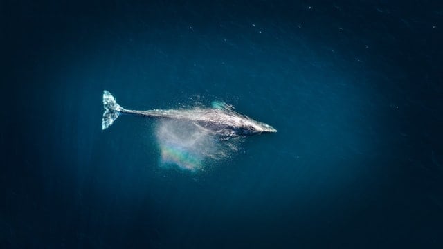 Maximizing Profitability with a Whale Curve - Pragmatic Institute